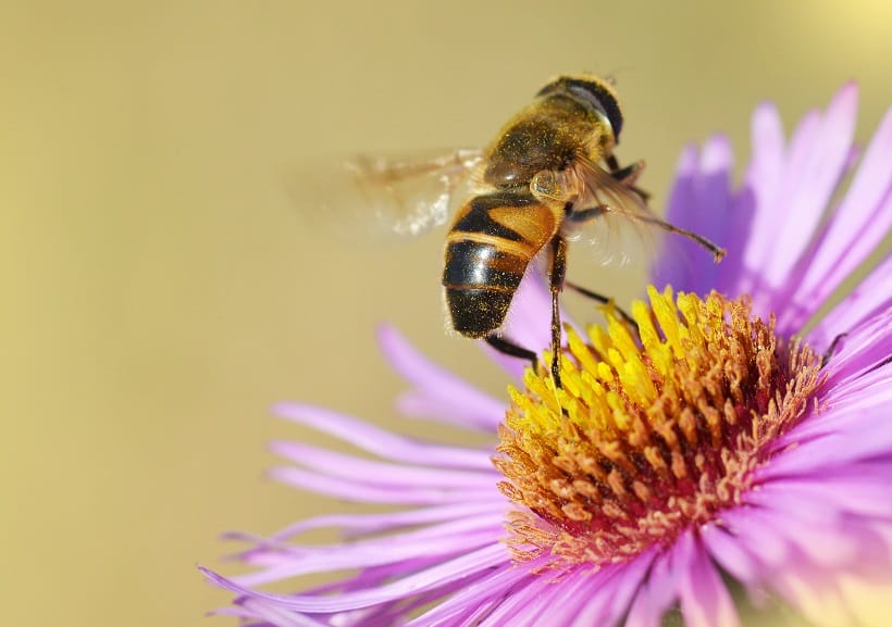 Współpraca z Pszczoła Musi Być | Blog Agencji Range